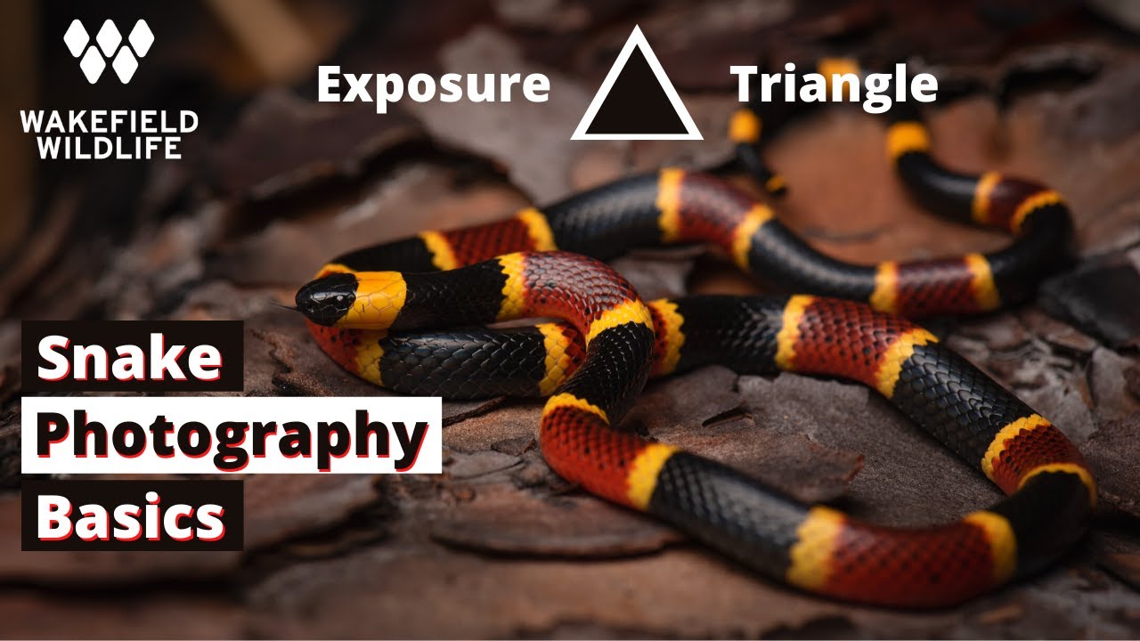 How To Learn The Exposure Triangle for Snake Photography! - YouTube
