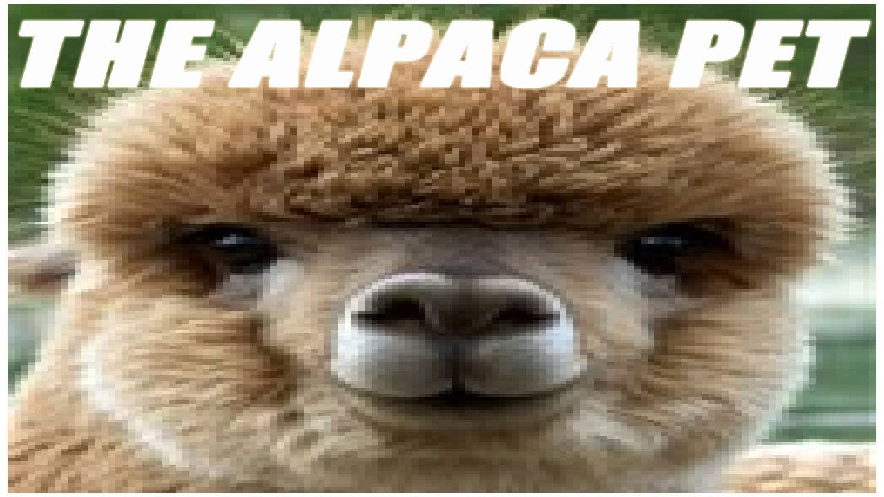 Why Alpacas Are The Ideal Pet For Children - YouTube