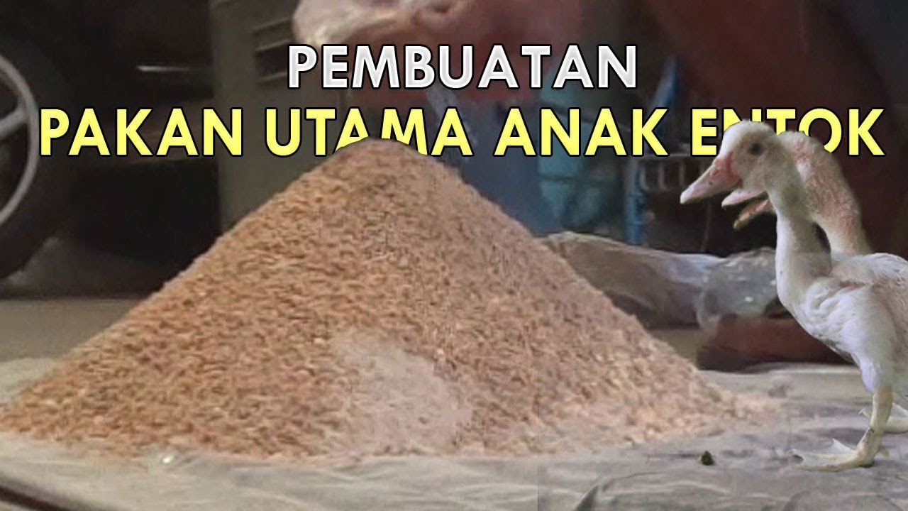 Cara Pembuatan Pakan Utama Entok Dan Pemeliharaan Anak Entok Umur 1 - 2 ...
