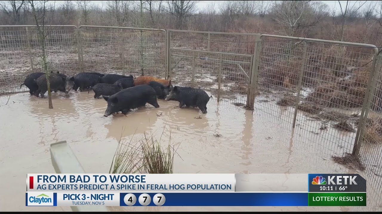 Experts say feral hog invasion will get worse before it gets better ...