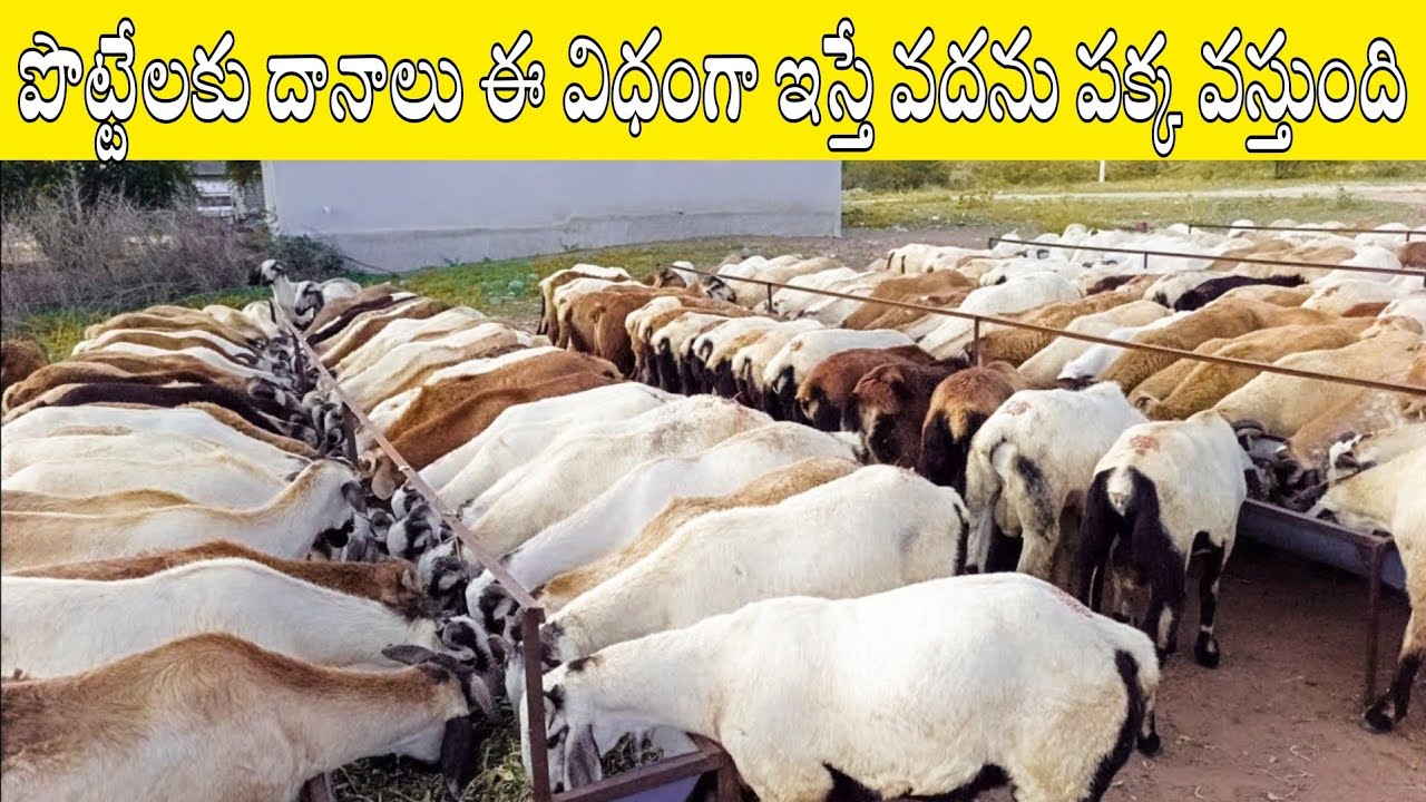 sheeps farming-sheeps videos-sheep farming in india-sheep farming in ...