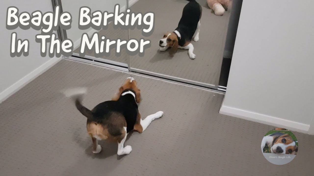 Beagle Dog in the Mirror - He thinks there is another dog barking at ...