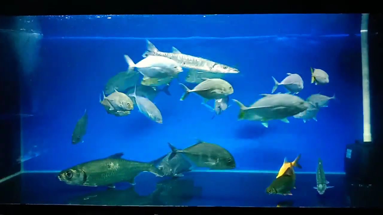 Koleksi ikan GT part #3 - YouTube