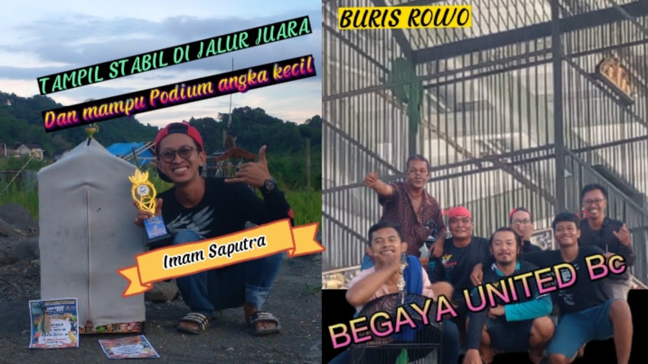 Cucak Ijo BURIS ROWO Milik.Mr.Imam Saputra Tetap Di Jalur Juara Dan ...