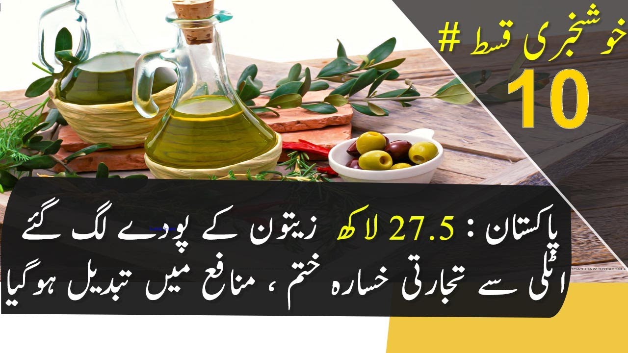 Pakistan 2 75 Million Olive Trees Planted YouTube pakistan-2-75-million-olive-trees-planted-youtube