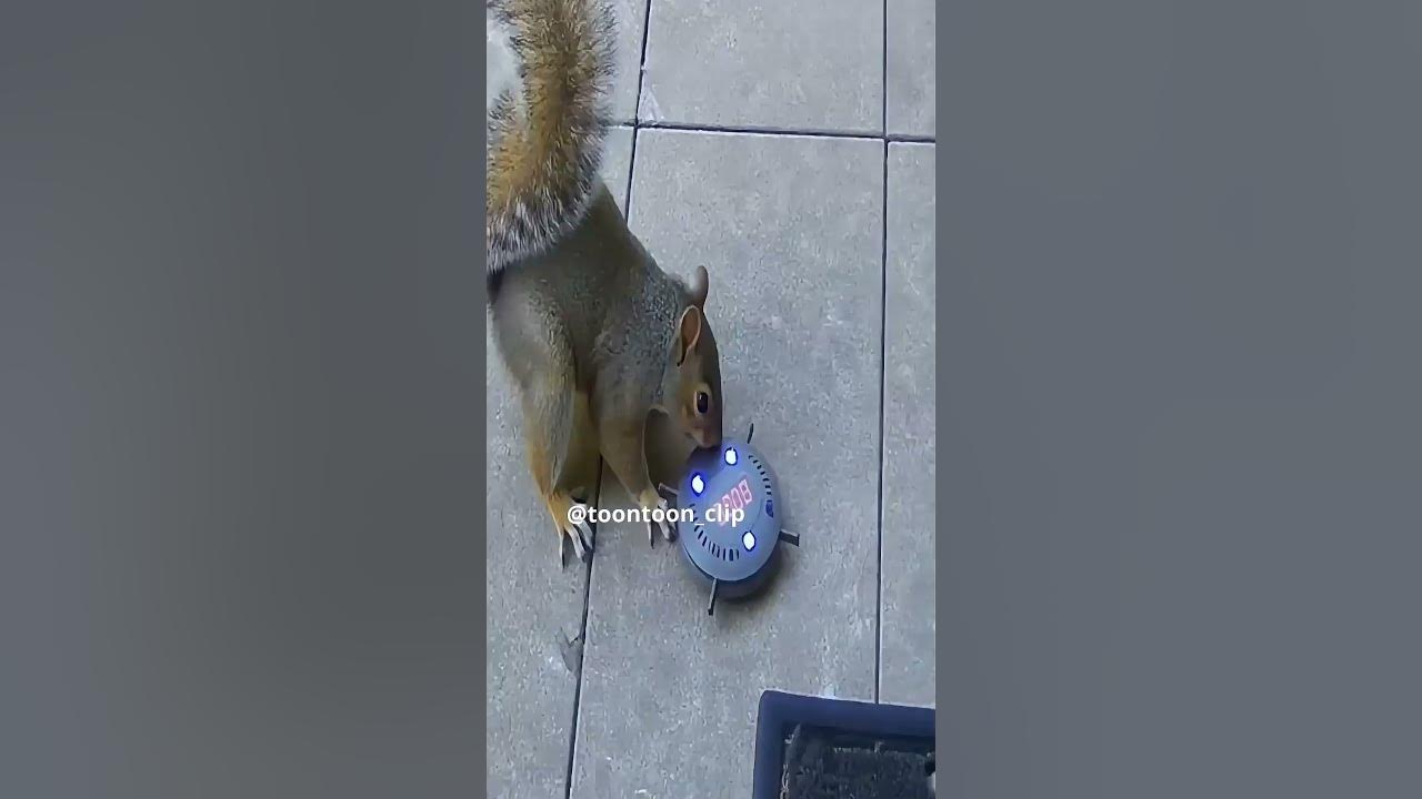 a squirrel stole a package part 5 🐿️💥 #usatiktok #viral #foryourpage # ...