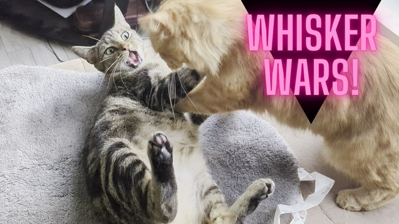 Whisker Wars: The Endless Cat Fight - YouTube