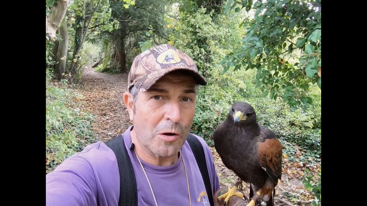 HARRIS HAWK LOVES FALCONRY - YouTube