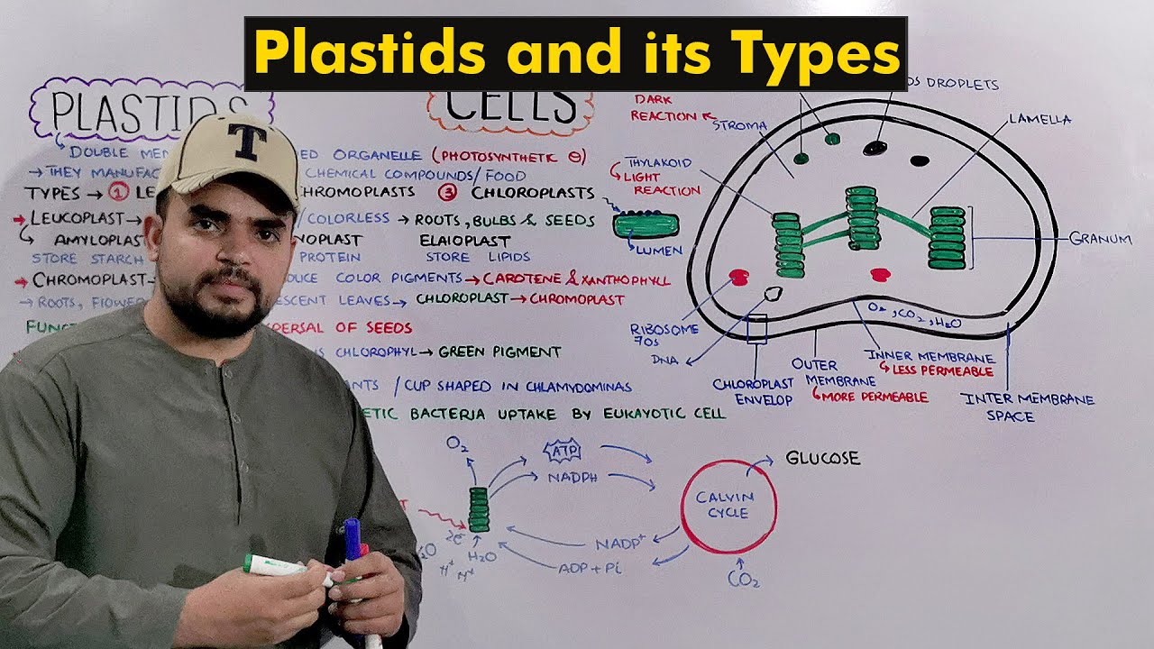 Chloroplast, Chromoplast and Leucoplast (Plastids and its types ...