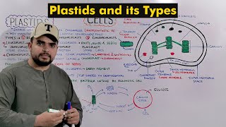 Chloroplast, Chromoplast and Leucoplast (Plastids and its types) Detailed Series