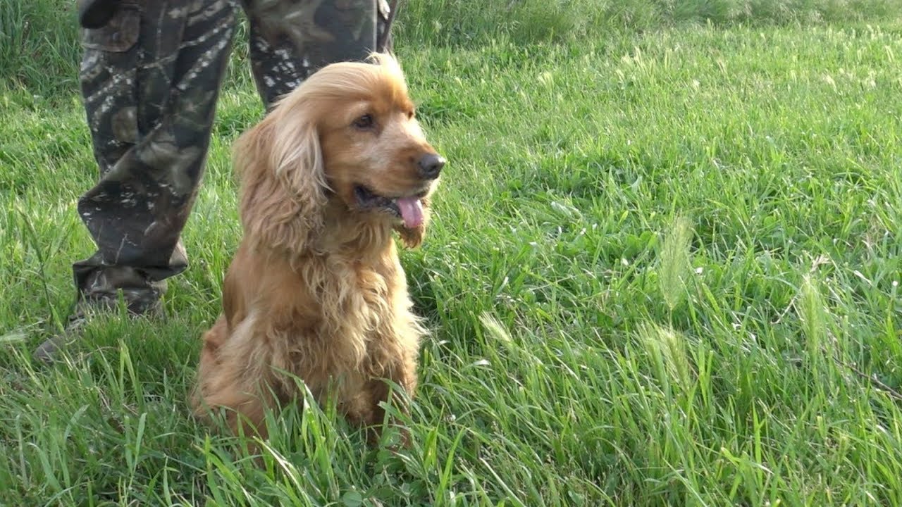 Cani da CERCA _ Gara Cinofila su Quaglie con ABBATTIMENTO _ EnalCaccia ...