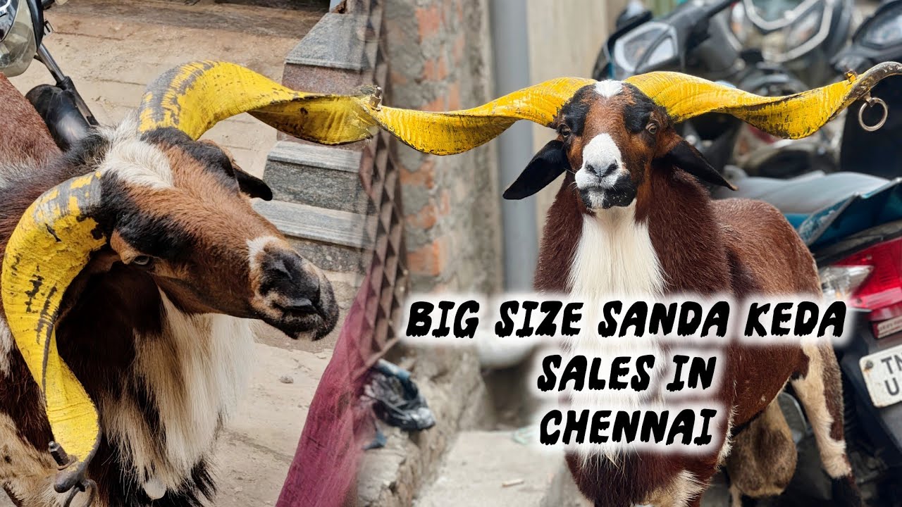 HEAVY SIZE SANDA KEDA FOR SALES IN CHENNAI - YouTube