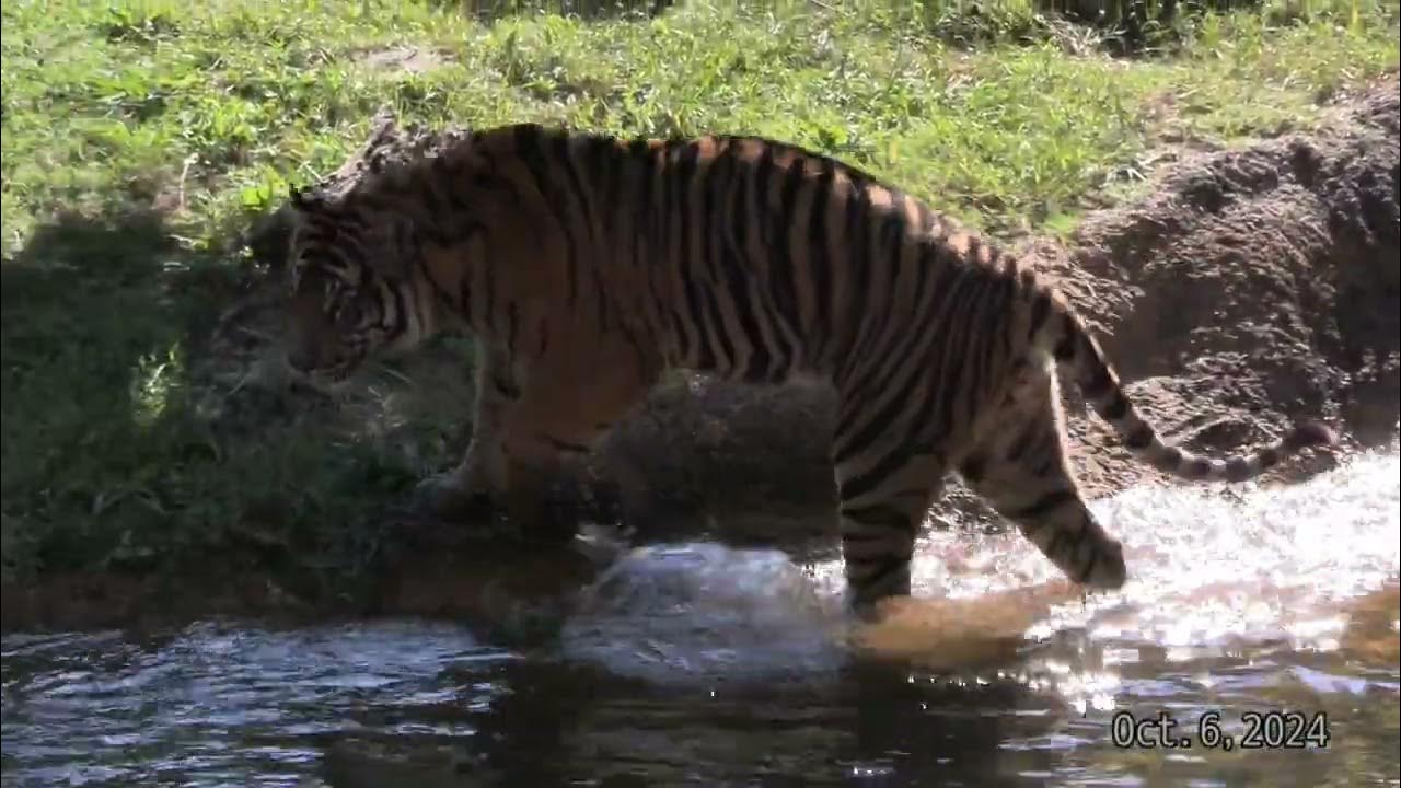 A baby Tiger being trained to be independent 🐯🐅🐅 독립 훈련 받고 있는 아기호랑이😢🥰 🇺🇸 ...