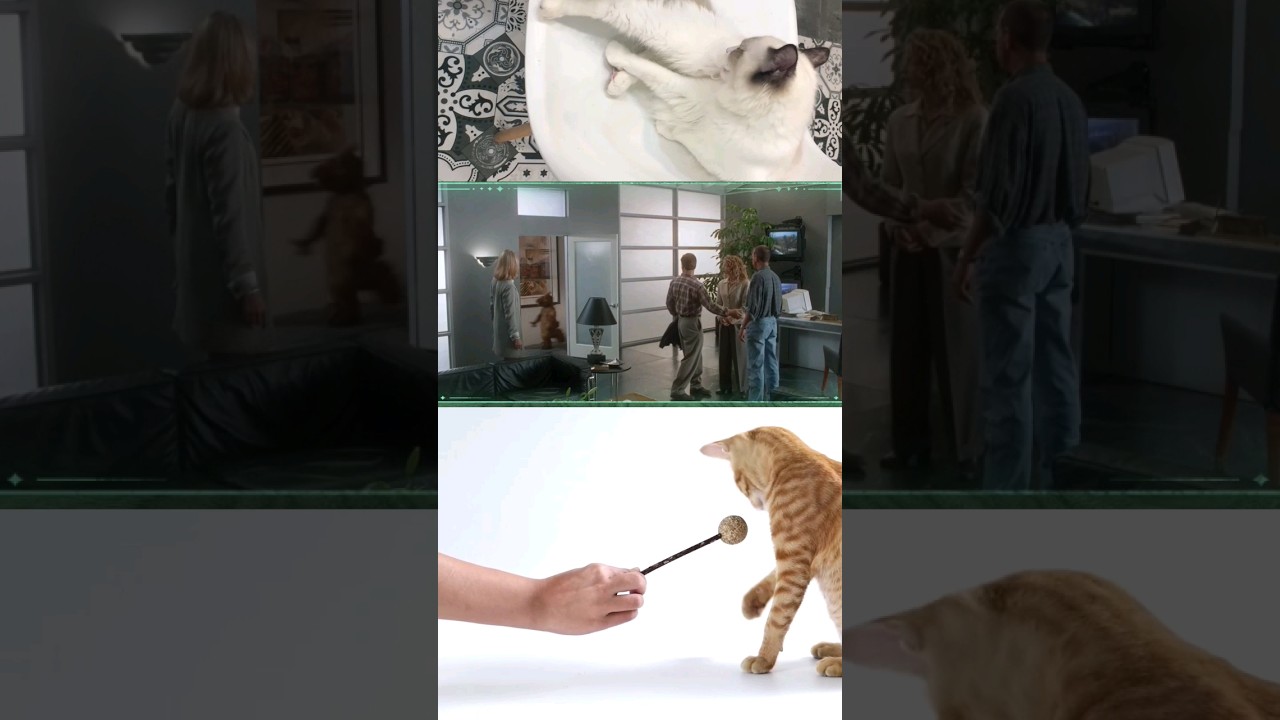 Project Alf Every time I see a cat around wherever I go I'm like Alf. - YouTube