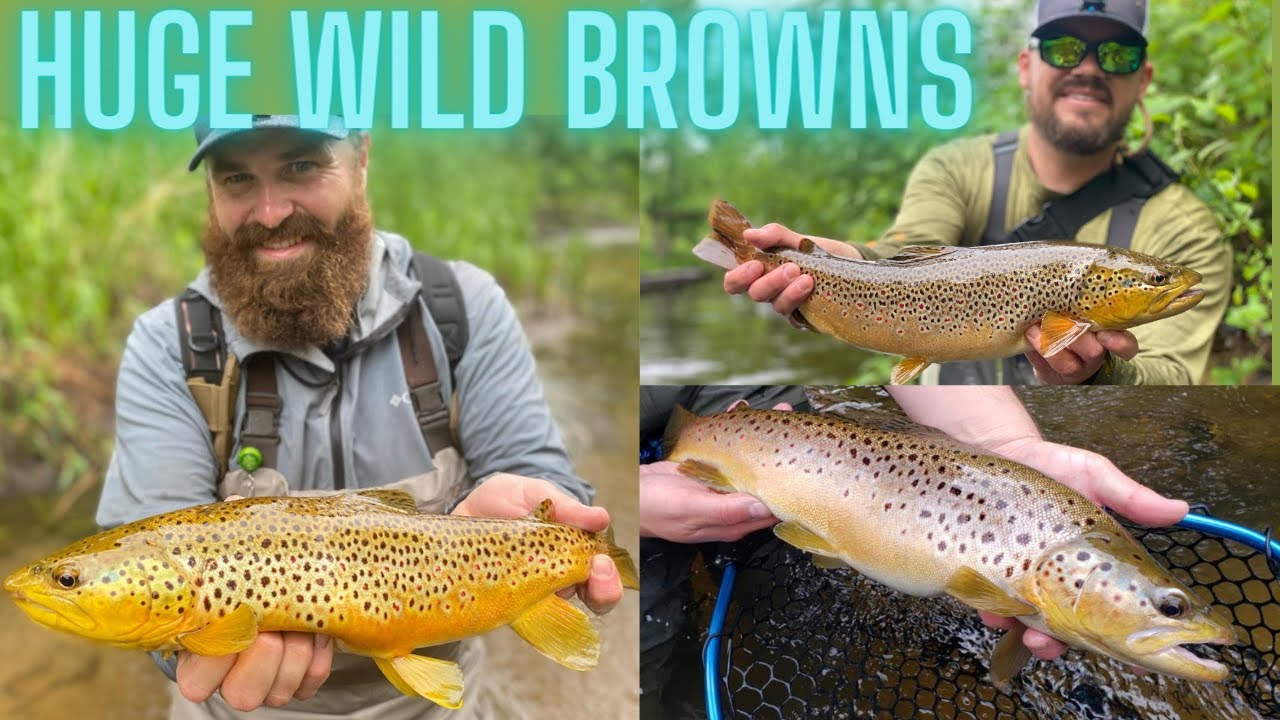 Fishing For Huge Brown Trout | Michigan Stream Fishing - YouTube