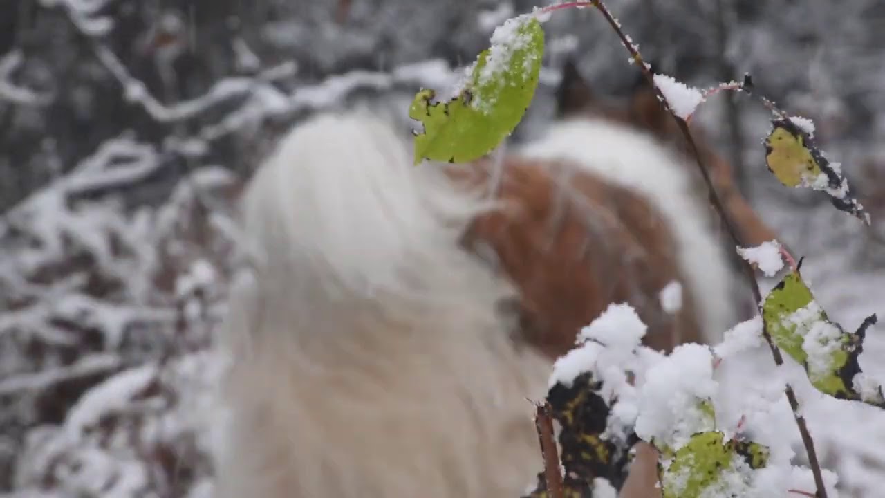 The First Snowfall of the 2020 Winter Season - YouTube