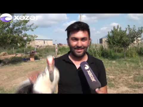 Tovuz rayonunda maraqlı toy adəti