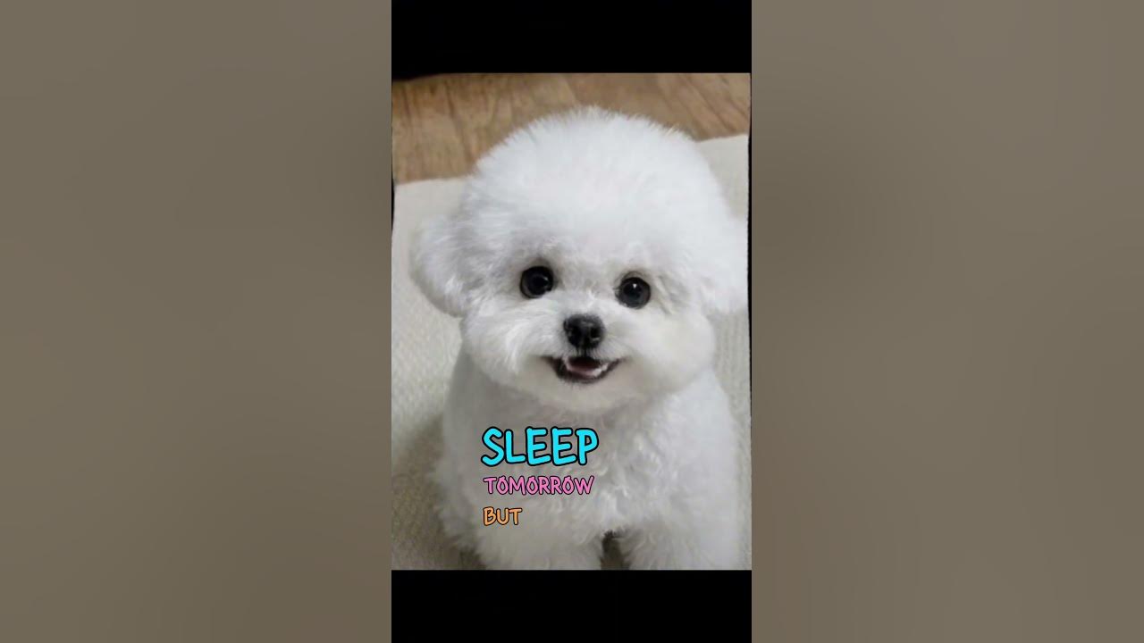 Puppy dog apt 강아지 노래 - YouTube