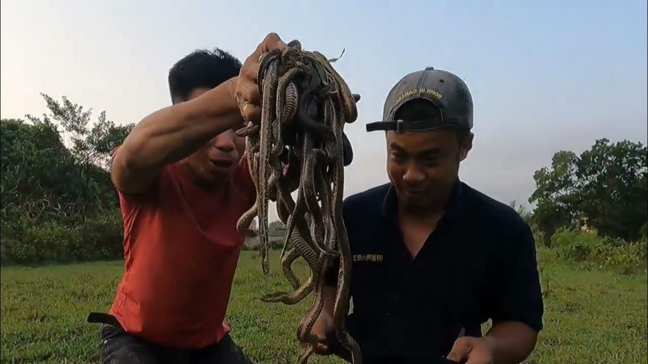 KING PYTHON97 | Brave Pitbull Confront 1000 Snakes Laying Eggs ...