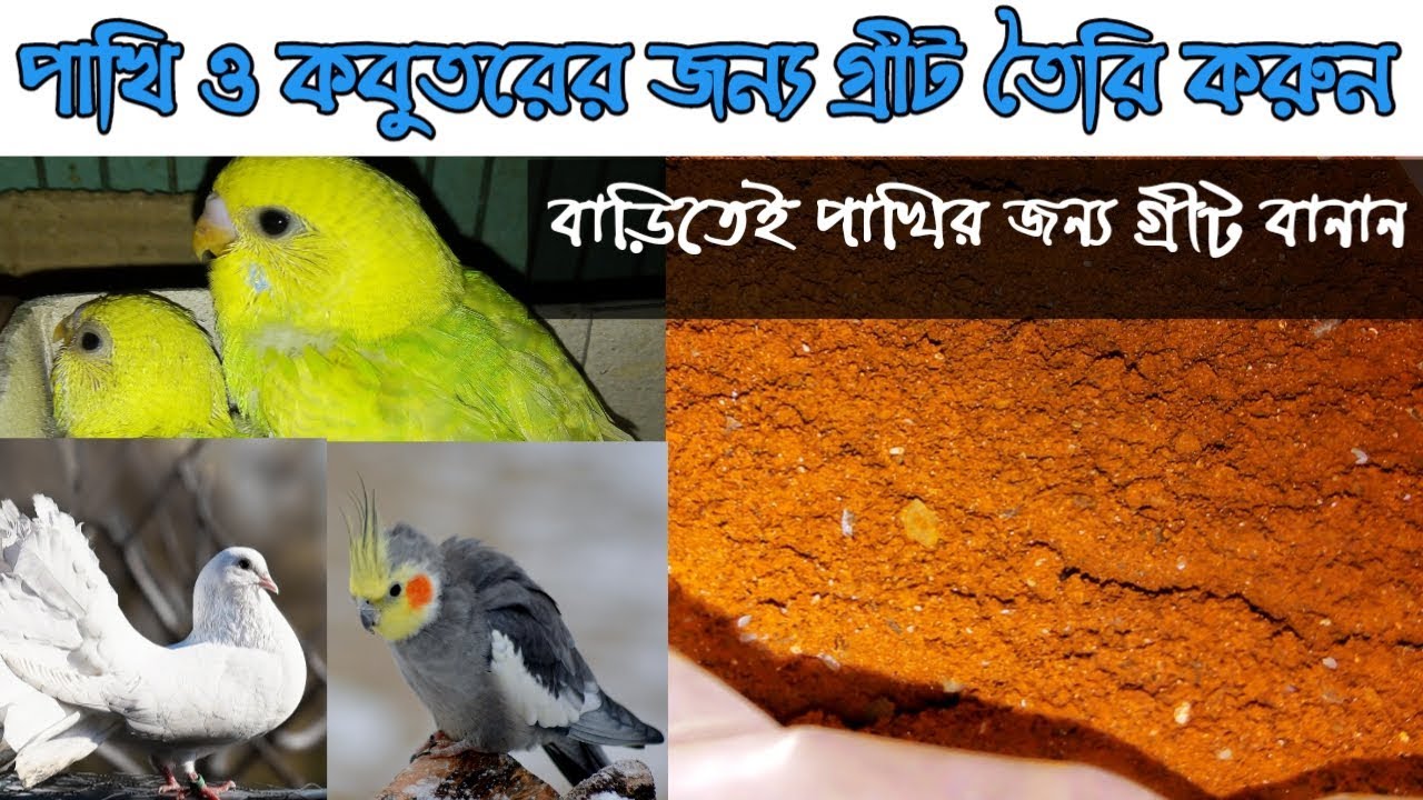 How to make greet for birds Bangla🇧🇩/ পাখি ও কবুতরের জন্য গ্রীট তৈরি ...
