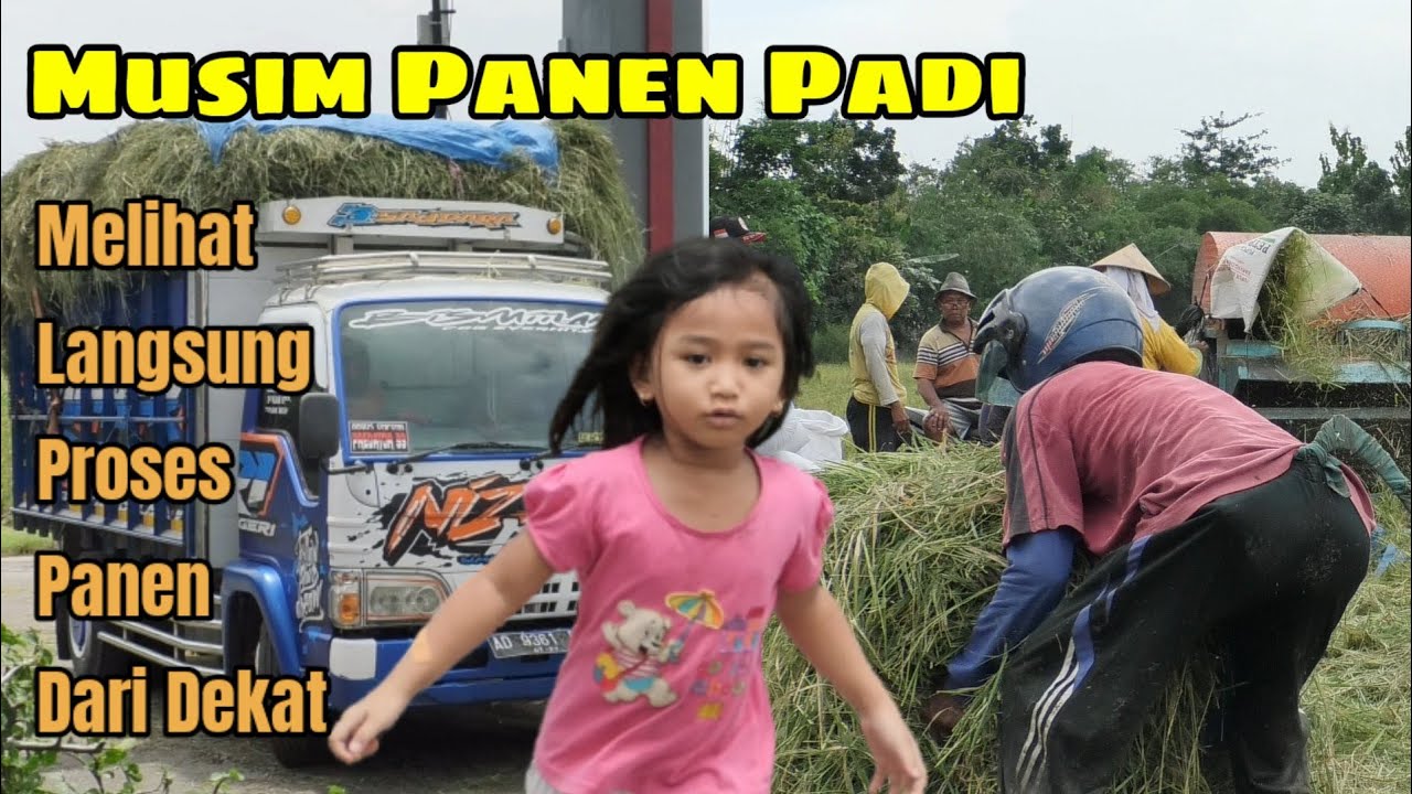 Musim panen padi tiba petani desa memetik harapan || Vlog pedesaan ...