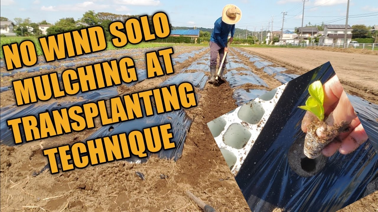Solo Mulching on Minimal Wind at Pag Transplant ng Chinese Cabbage Techniques. - YouTube