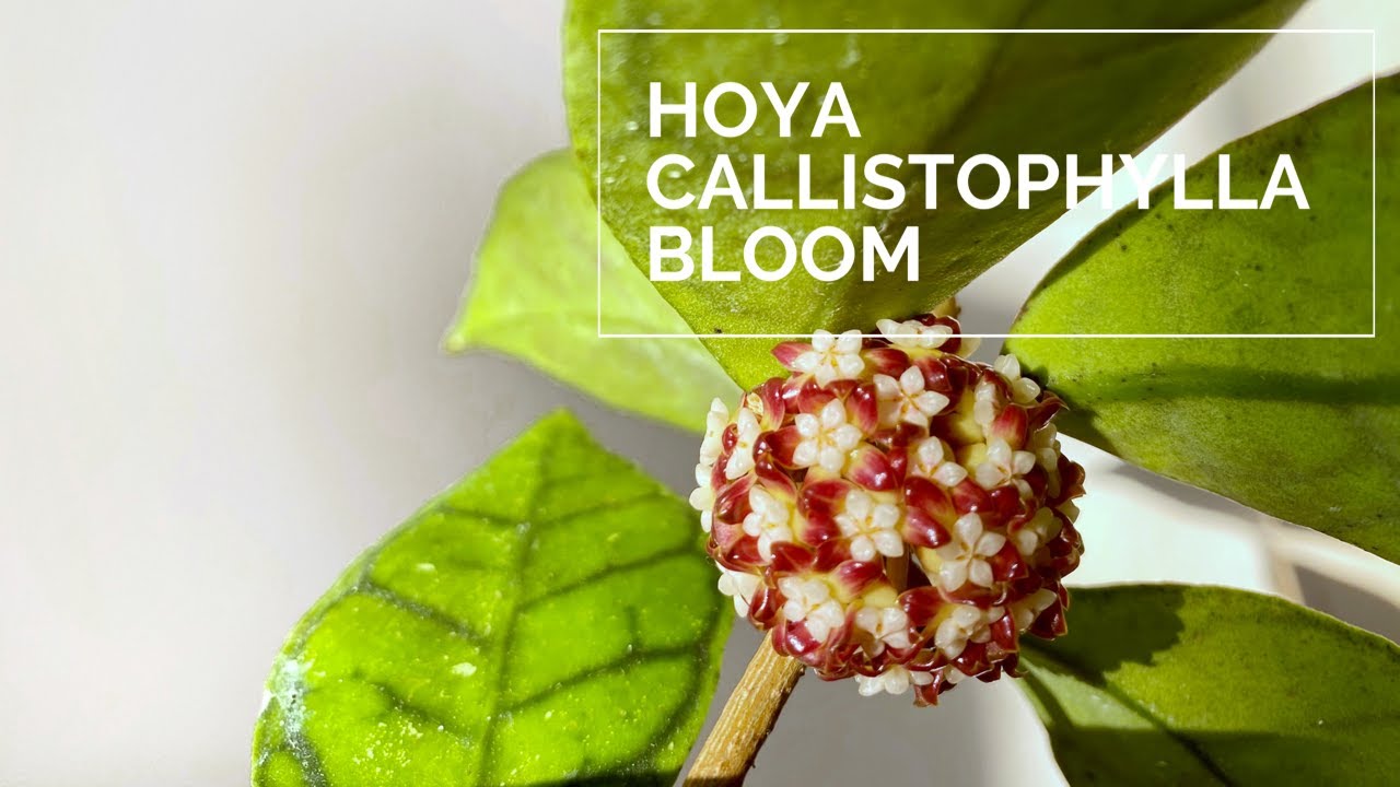 Hoya Callistophylla Short Leaf Bloom (and care for two months) - YouTube