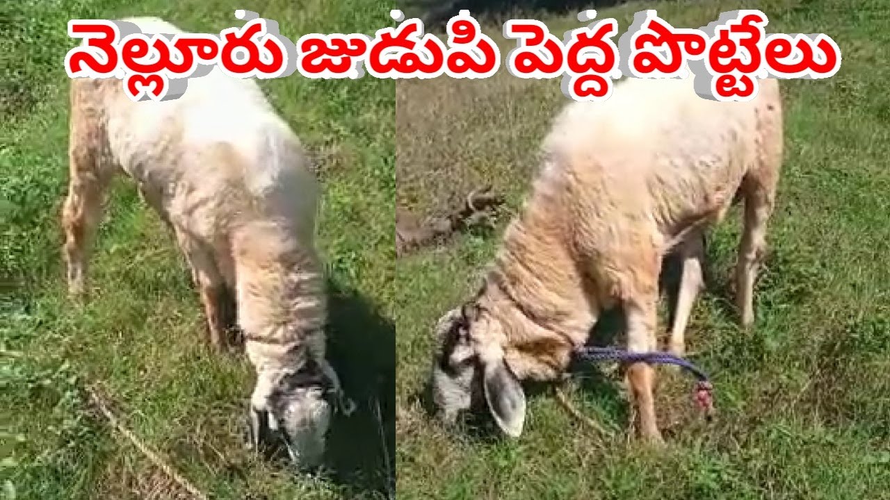 NELLORE JUDUPI SHEEP RAM 97032 88704 BAKRA POTTELU పొట్టేలు - YouTube