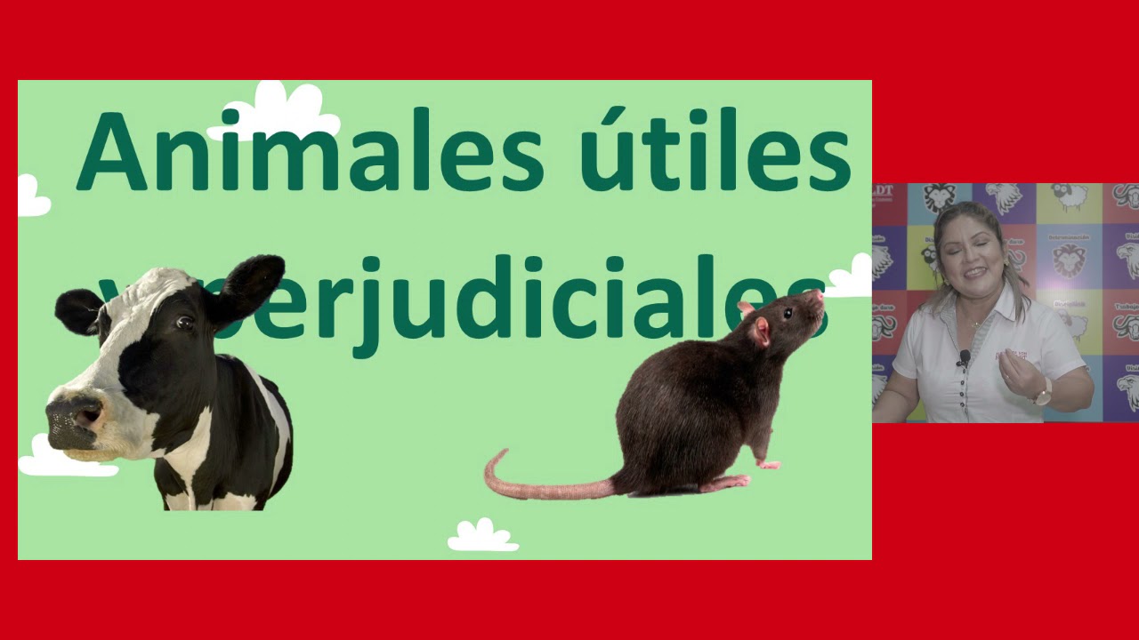 Los Animales Son útiles