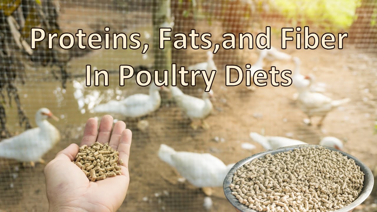 The Role of Proteins, Fats and Fibers in Poultry diets - YouTube