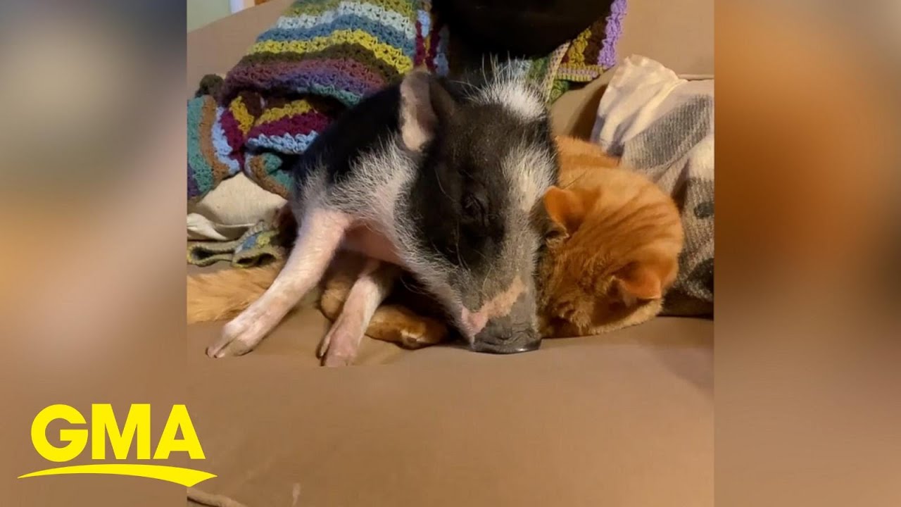 A rescued baby pig befriended a cat and our hearts are exploding l GMA ...