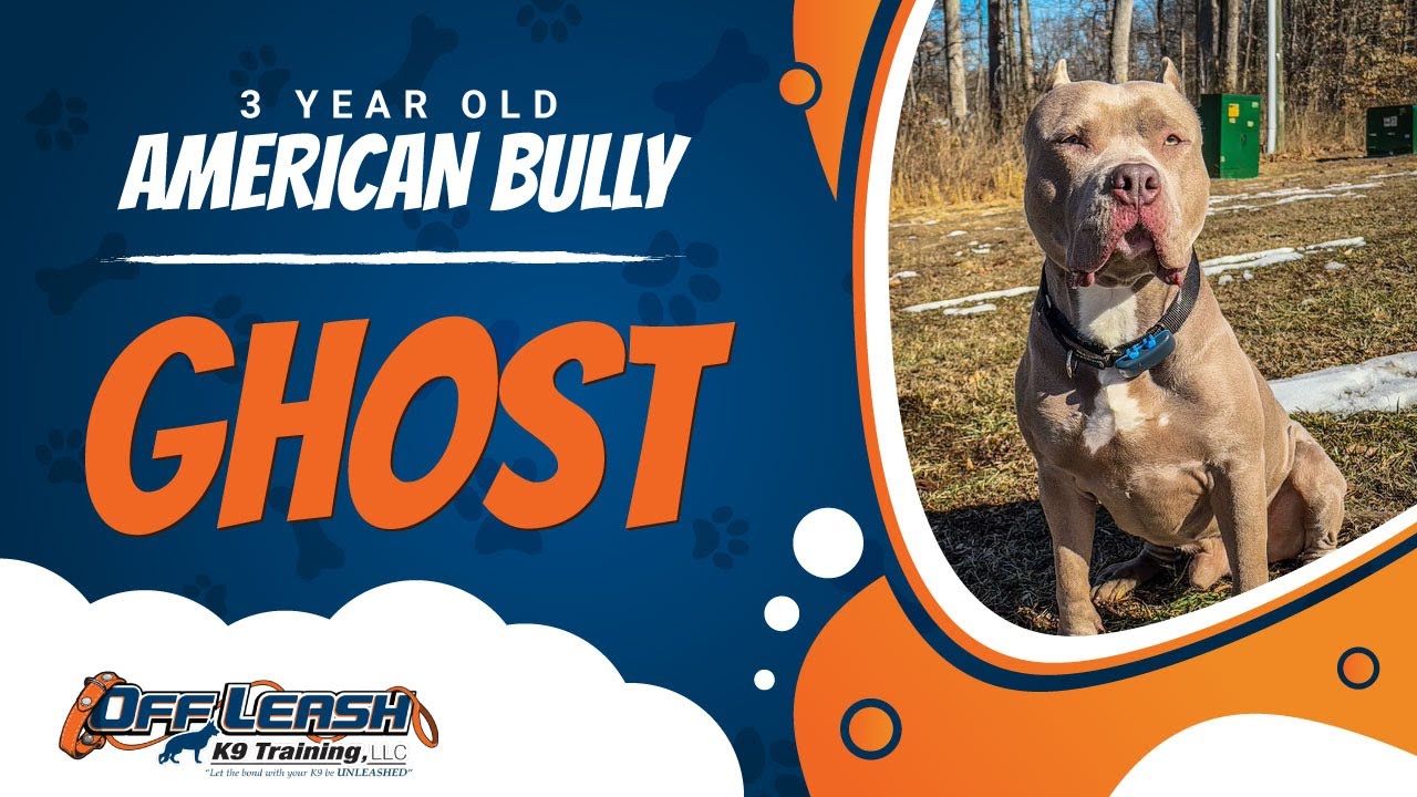 Ghost | 3.yo. American Bully | Best Dog Trainers in Gainsville Va ...