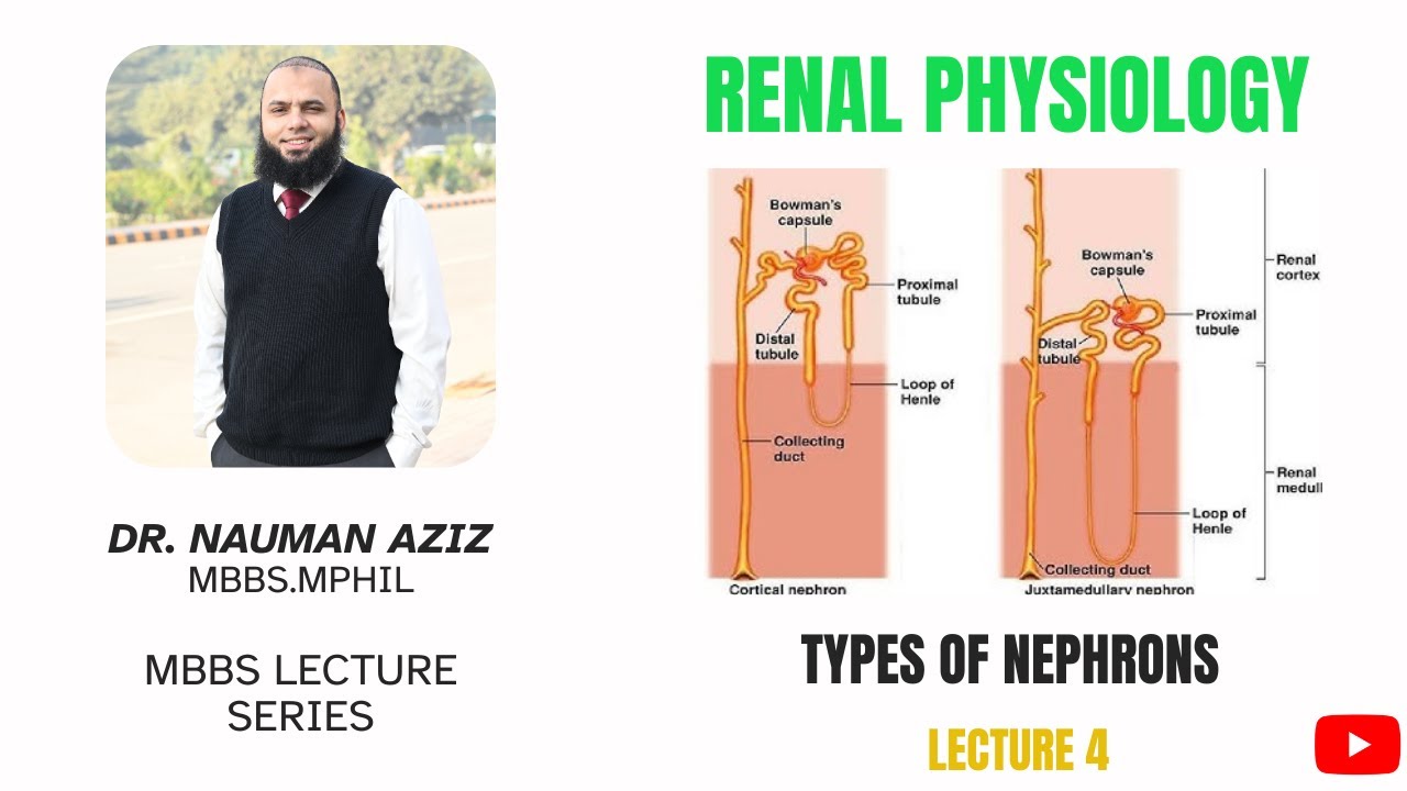TYPES OF NEPHRONS AND THEIR DIFFERENCES | RENAL PHYSIOLOGY | DR NAUMAN ...