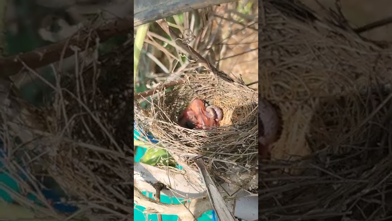 New Born Babies of Mother Sparrow| Just On Boarded| 🥰💗🥰 - YouTube