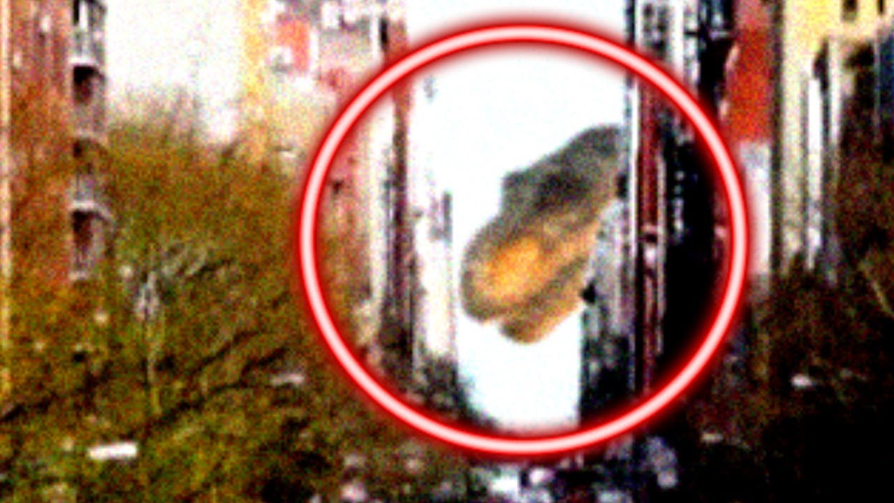 NYC 3 Alive Real T-Rex Dinosaur Sighting In Real Life. Real ...