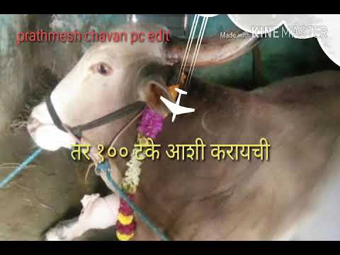 Bull fight Roman bail WhatsApp status video