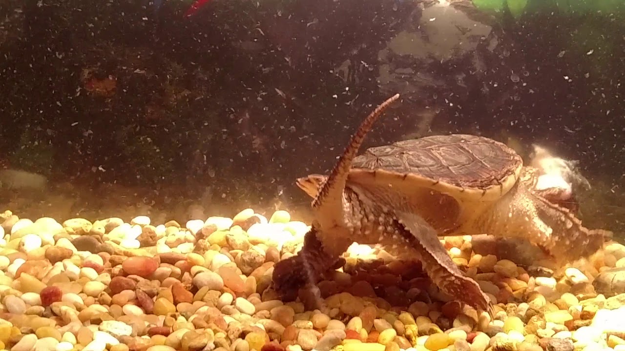 Common Snapping Turtle Eating Perch (Sorry Long Video) - YouTube