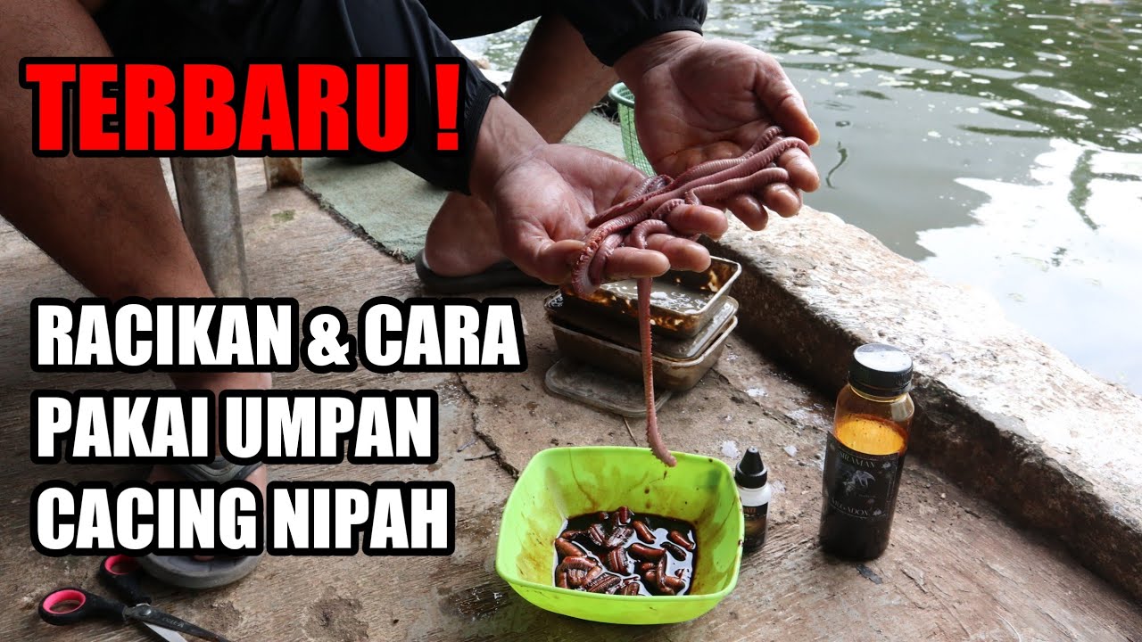 BABON 6.80 KG || TOTAL 47.85 KG || PAKAI RACIKAN TERBARU CACING NIPAH ...