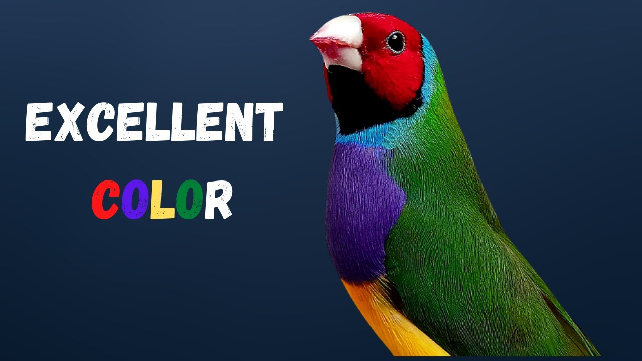 Excellent Lady Gouldian Finch Color | Red Head Purple Breast Green Body ...