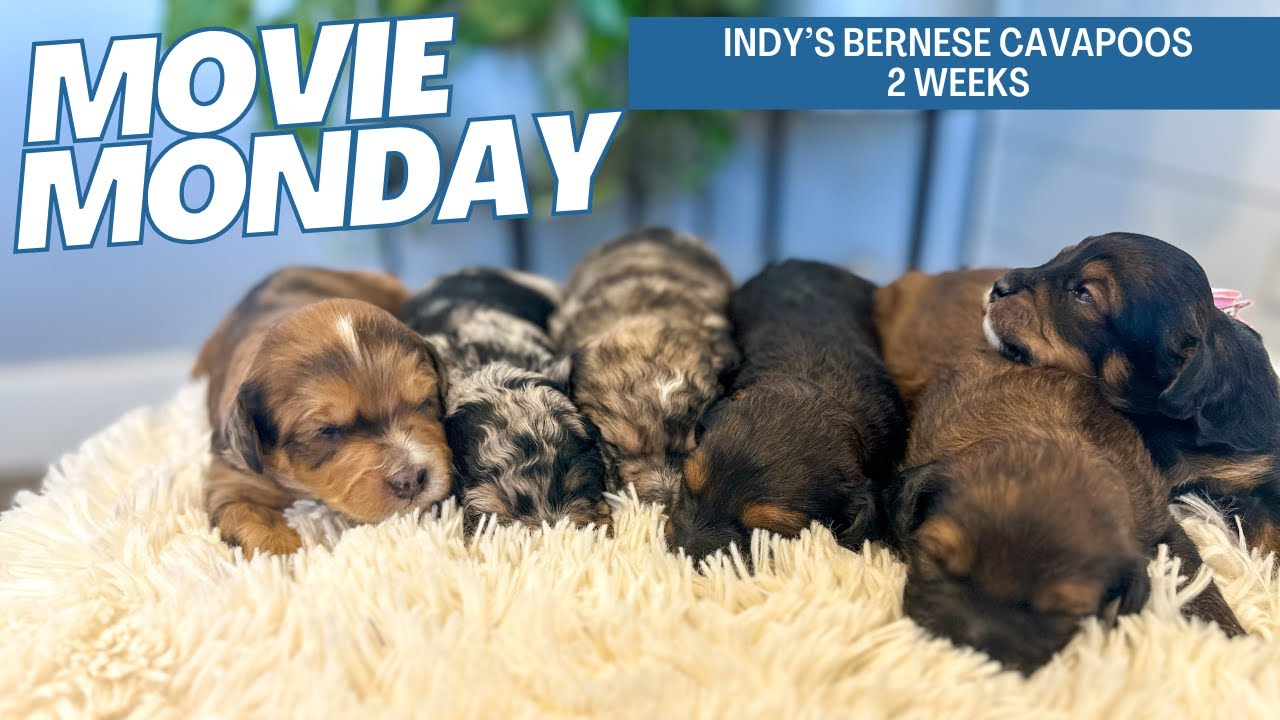 Indy's Bernese Cavapoos 2 weeks - YouTube