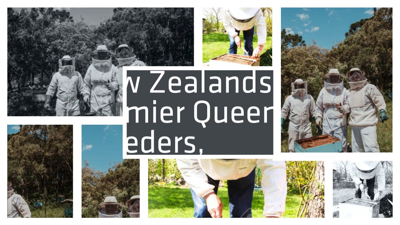 breeder queen bees for sale - YouTube