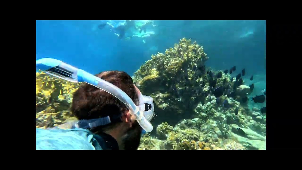 Blue Tang Clan - YouTube