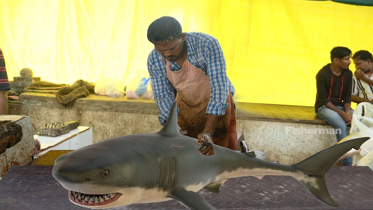 Live Big Shark Fish Cutting | Fisherman - YouTube