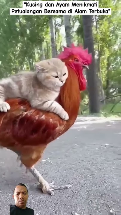 "Kucing dan Ayam Menikmati Petualangan Bersama di Alam Terbuka" - YouTube