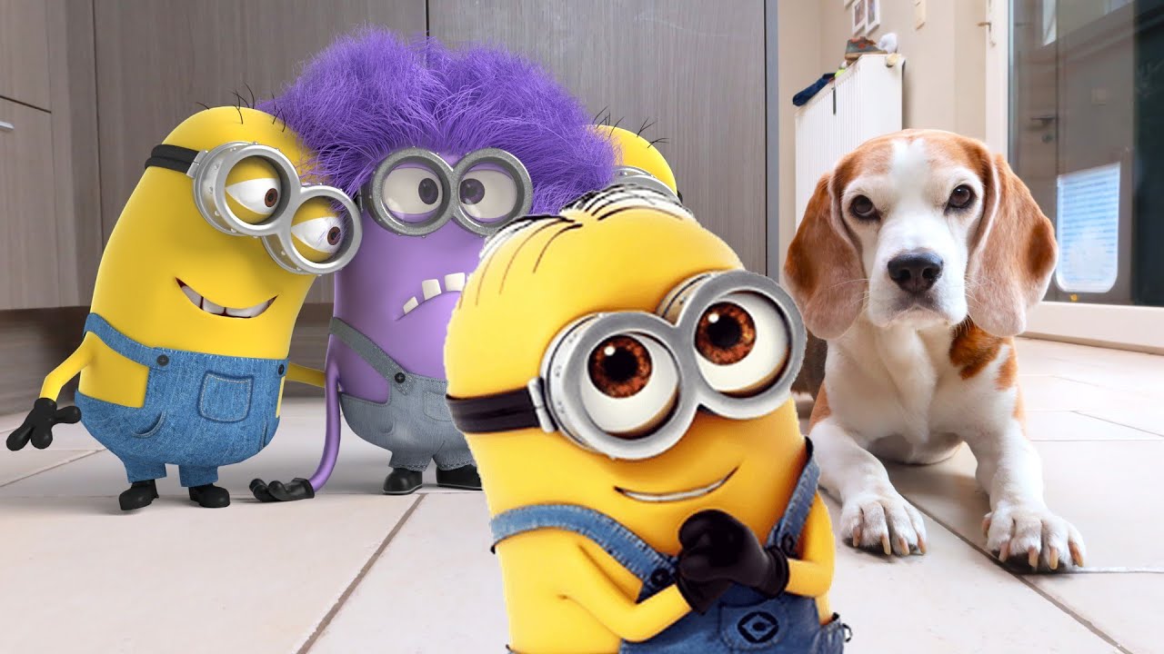 These Minions are Making Me Crazy, Try Not To Laugh. - YouTube