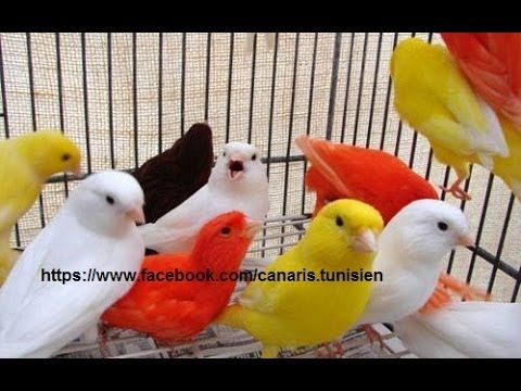 tous type des canaris de race - YouTube