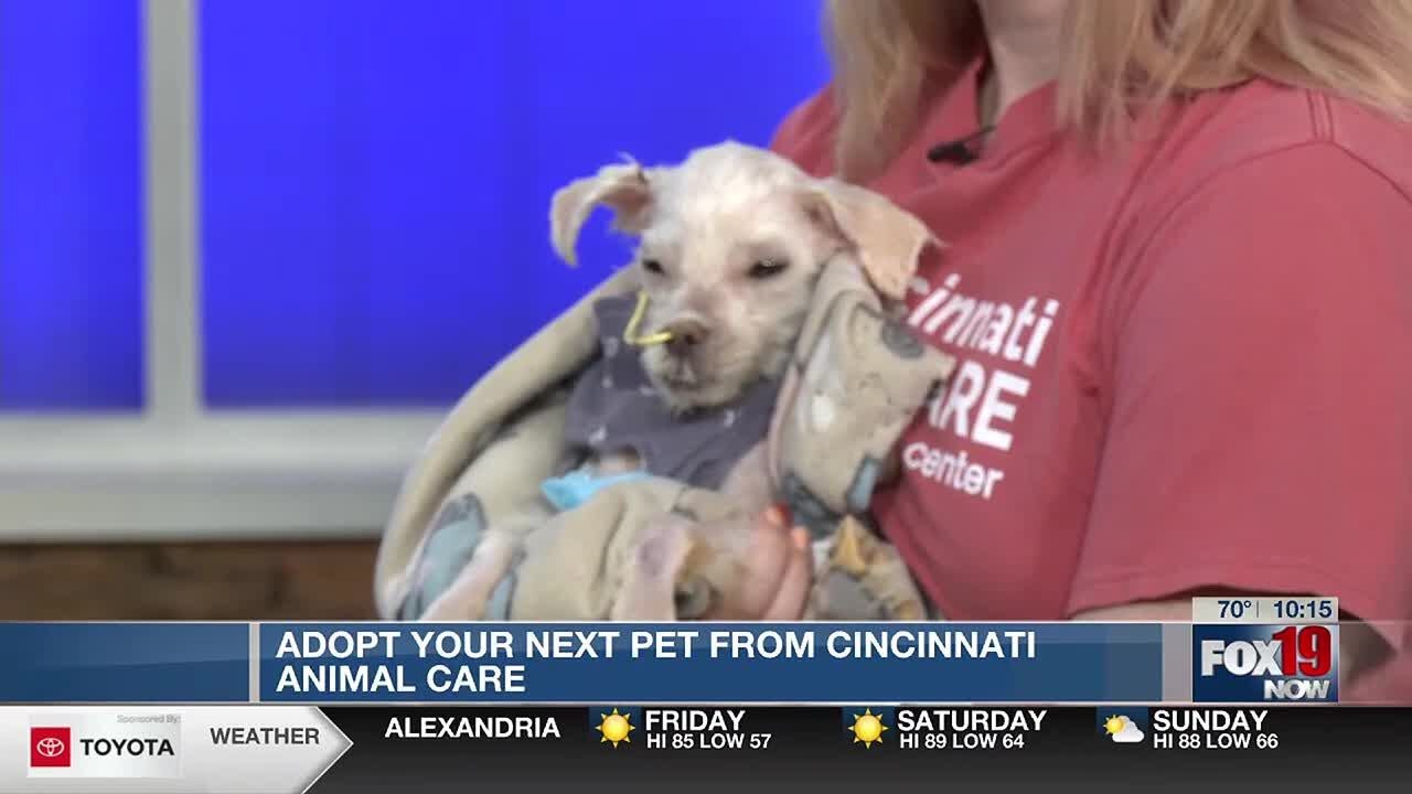 Adopt your next pet from Cincinnati Animal CARE - YouTube