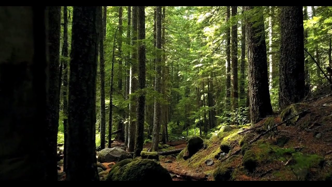 Natural Forest Beautiful View - Short Video Must Watch - YouTube