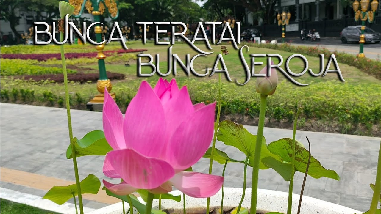 BUNGA TERATAI & BUNGA SEROJA - YouTube