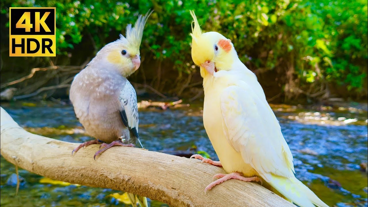 1 HR 4K HDR: Cockatiel Love & Chirps by Forest Stream | Bird Companion ...